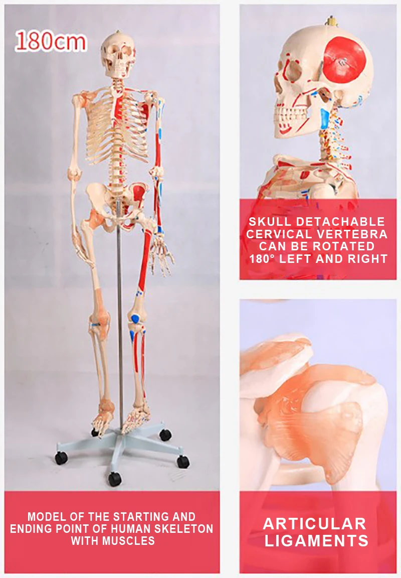 Unbreakable 180cm Life-Size PVC Adult Plastic Human Skeleton Model for ...