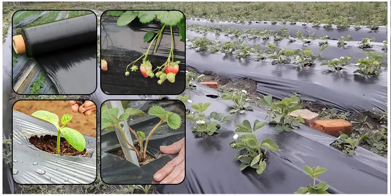 Plastic Agricultural Mulch Film Poly Mulch Black Polyethylene Film ...