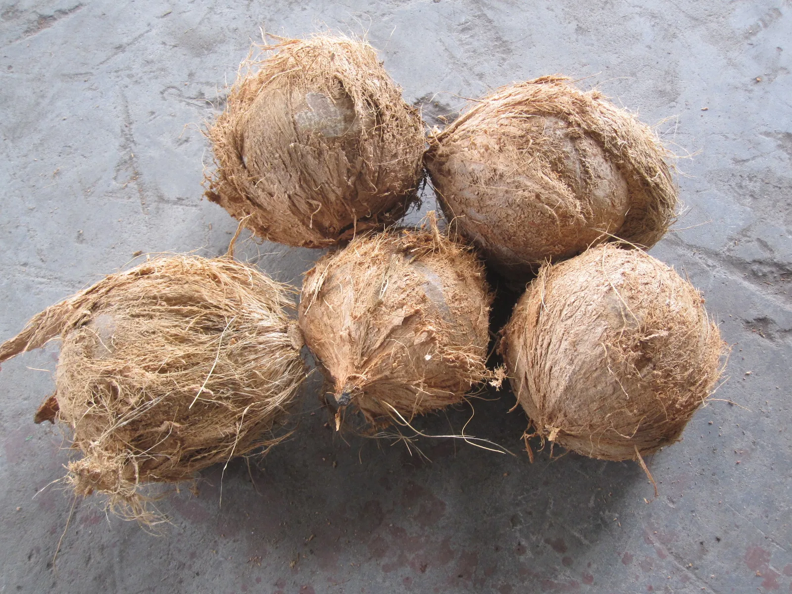 Coconut Husk Coir Fiber Separate Coconut Fiber Removal Peel Coconut ...
