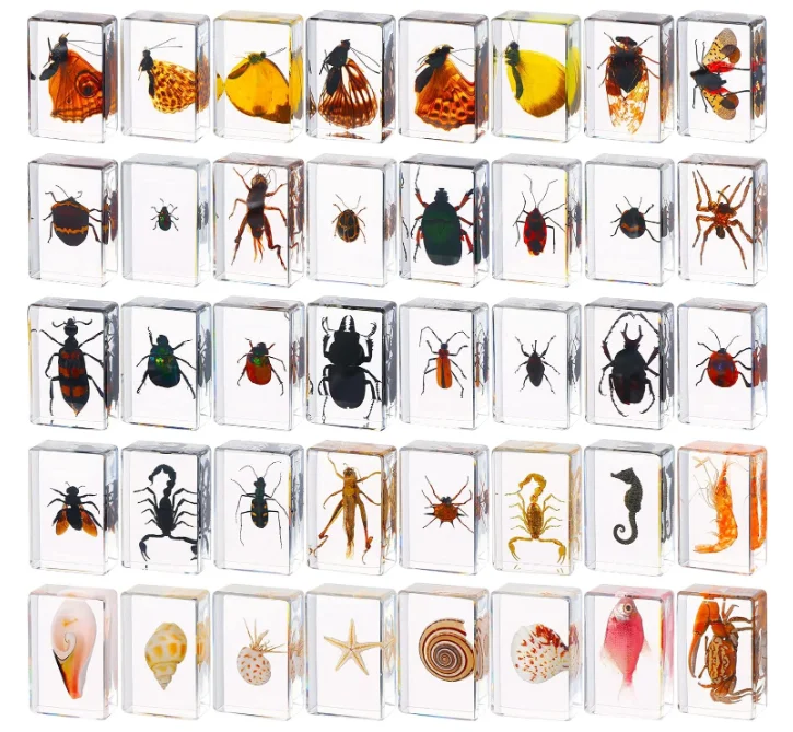 Real Insects Paperweight Spider Moth Rectangular Solid High Oem Odm ...