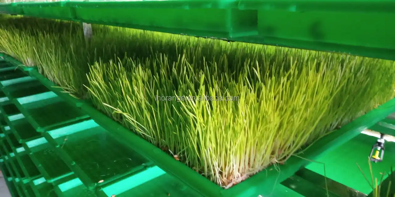 Automatic Hydroponic Fodder Machine for Cattle - Efficient Barley ...