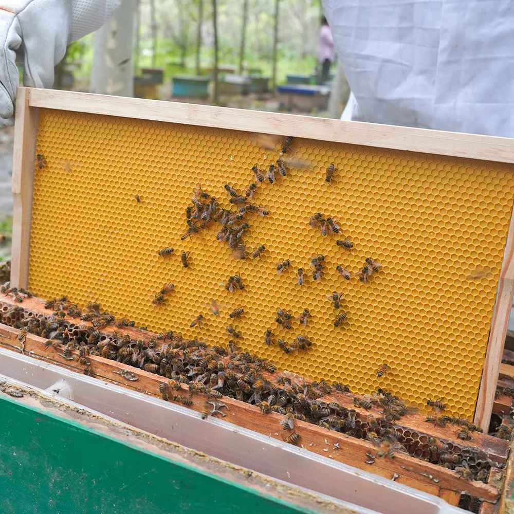 Beeswax Coated Foundation Sheet Waxed Deep Foundation Yellow Plastic ...