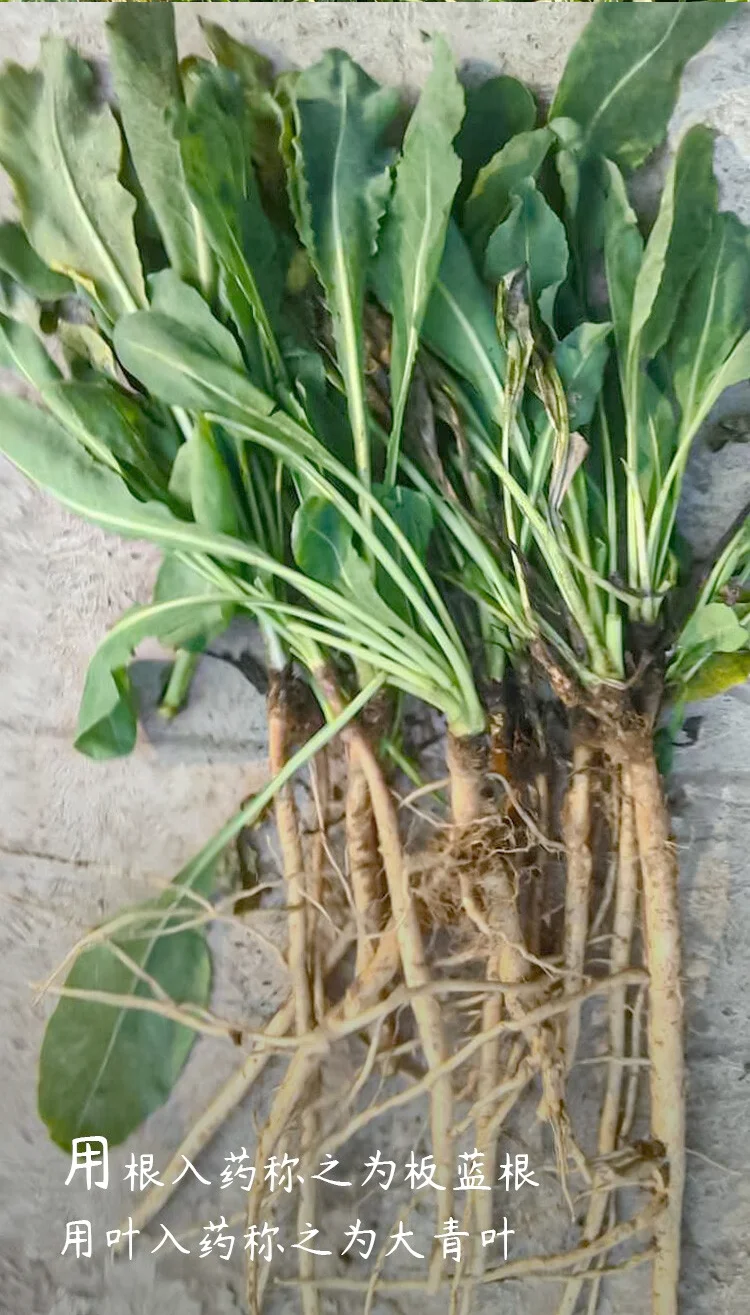 Daqingye Folium Isatidi P.e 6:1\10:1\20:1 Folium Isatidis Extract ...
