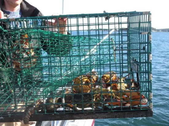 1.5 Inch Fish Crab Crawfish Trap - PVC Coated Welded Wire Mesh