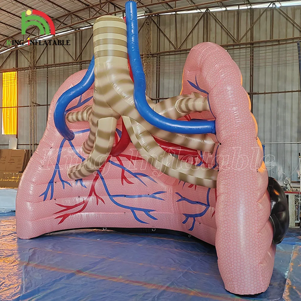 Customized Inflatable Lung Human Organs for Medical Exhibitions