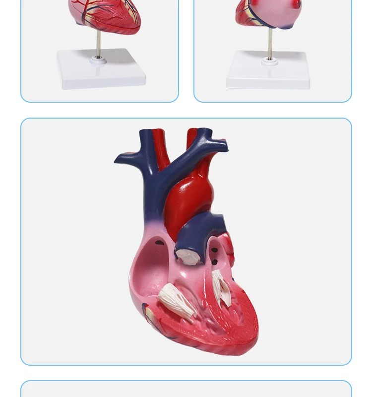 Life Size Human Heart Model Medical Teaching Display Anatomical Heart ...
