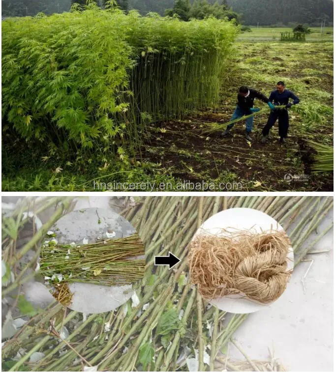 Fresh Sisal Jute Abaca Peeling Stripping Machine Plant Fiber Hemp ...