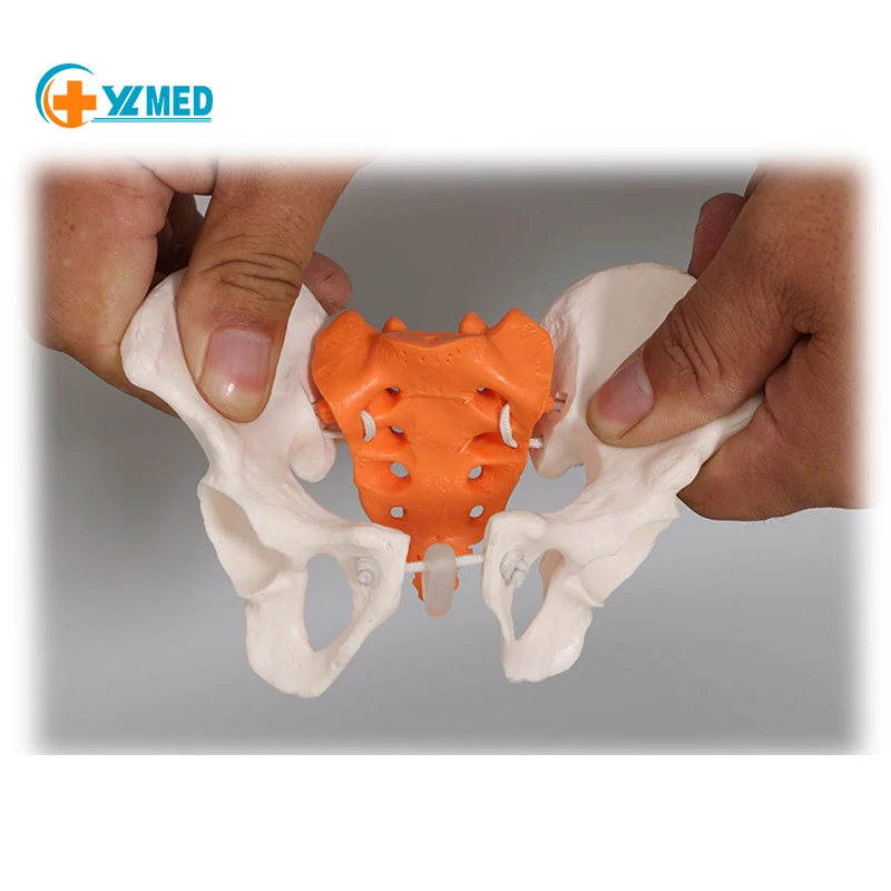 Human Skeletal Anatomical Model with Sacrum and Hip Scalable Mini ...