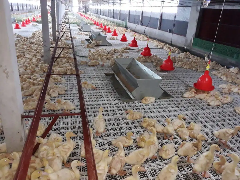 High Quality Poultry Plastic Slat Floor Roll Poultry Duck Plastic Slat ...