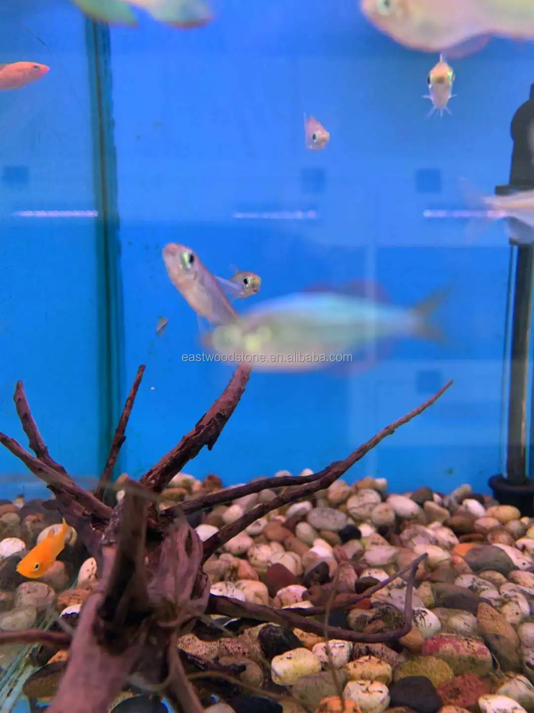 Natural Grey Aquascaping Rocks for Aquarium Hardscape