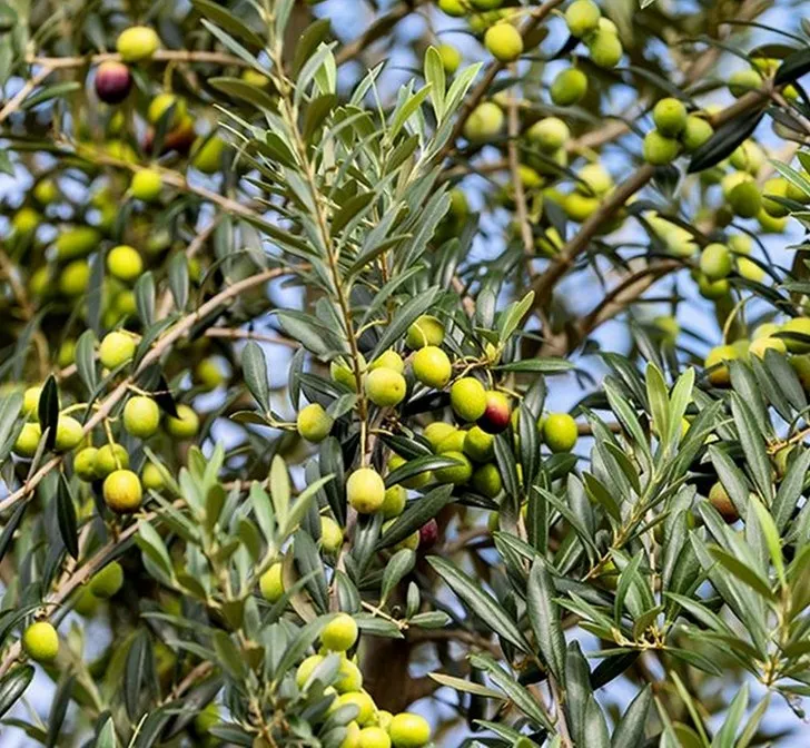 Olea Europaea Leaf Extract Powder Oleanolic Acid Elenolide Bulk Price ...