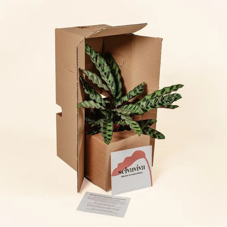 Custom Corrugated Cardboard Potted Indoor Plant Shipping Box
