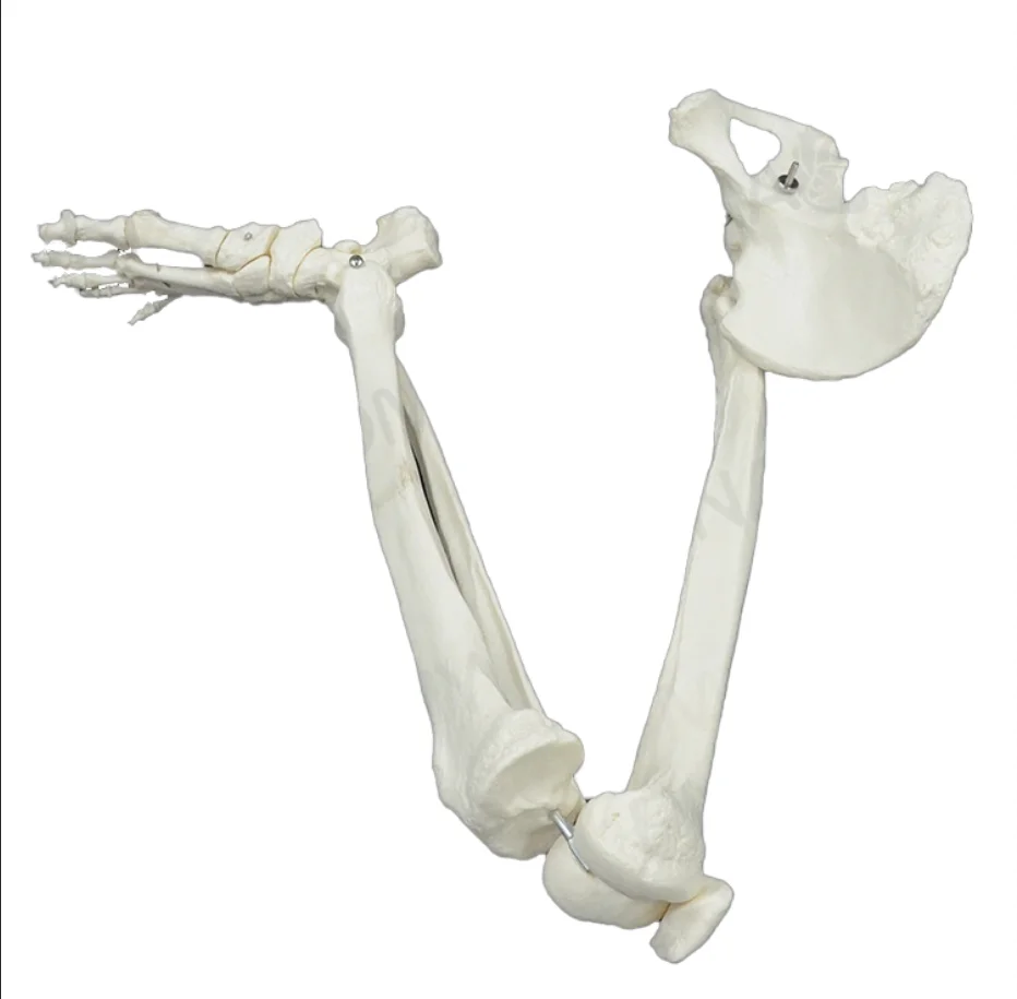 Human Anatomy Bone Model Lower Limb Bone Hip Bone Foot Joint Knee Joint ...