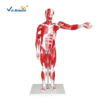 Human Muscle Model For Medical Science - Buy Anatomy Muscle Models ...