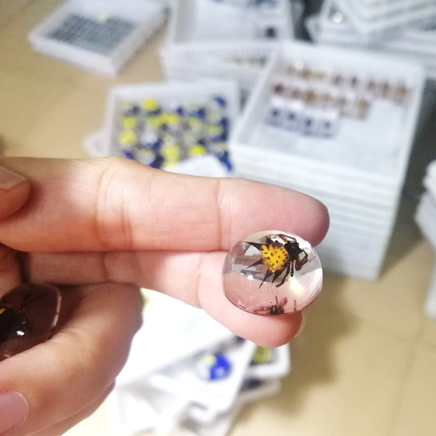 Small Insect Specimen in Resin - True Biological Art