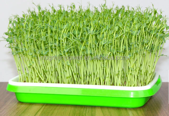 Plastic Seed Sprouter Tray with Lid - Eco-Friendly Germination