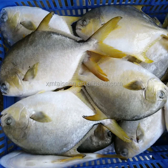 Frozen Golden Pompano - Nutritious Whole Round Fish