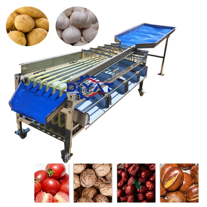 Multi-functional Fresh Medjool Dates Sorting Machine For Vegetable And ...