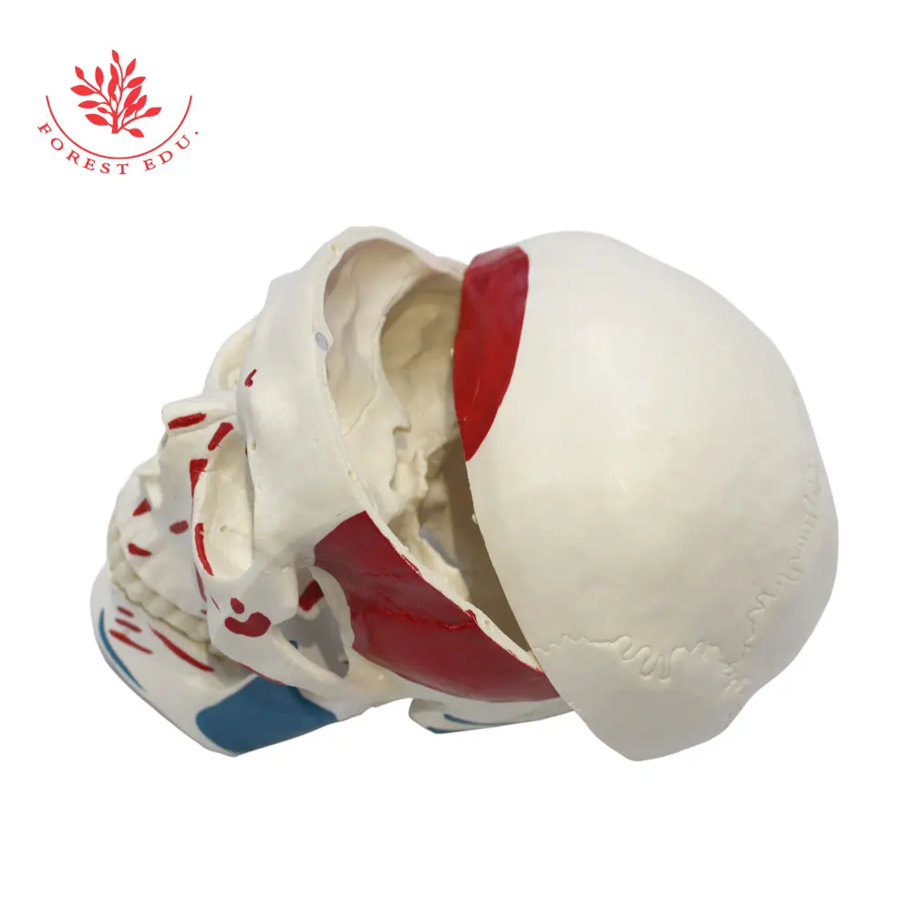 Human Skull Model Colored Skull Model Life Size Half With Muscle ...