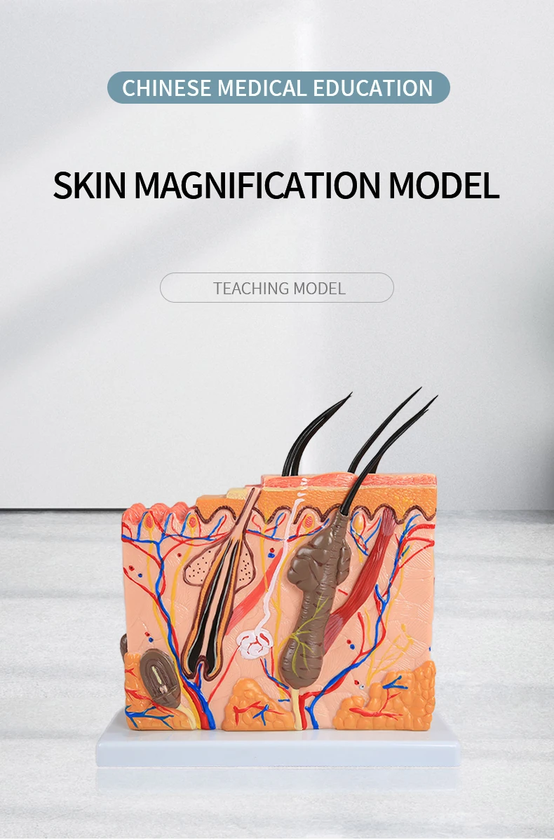 Human Skin Anatomy Model Diagram Model Human Anatomy Skin Model ...