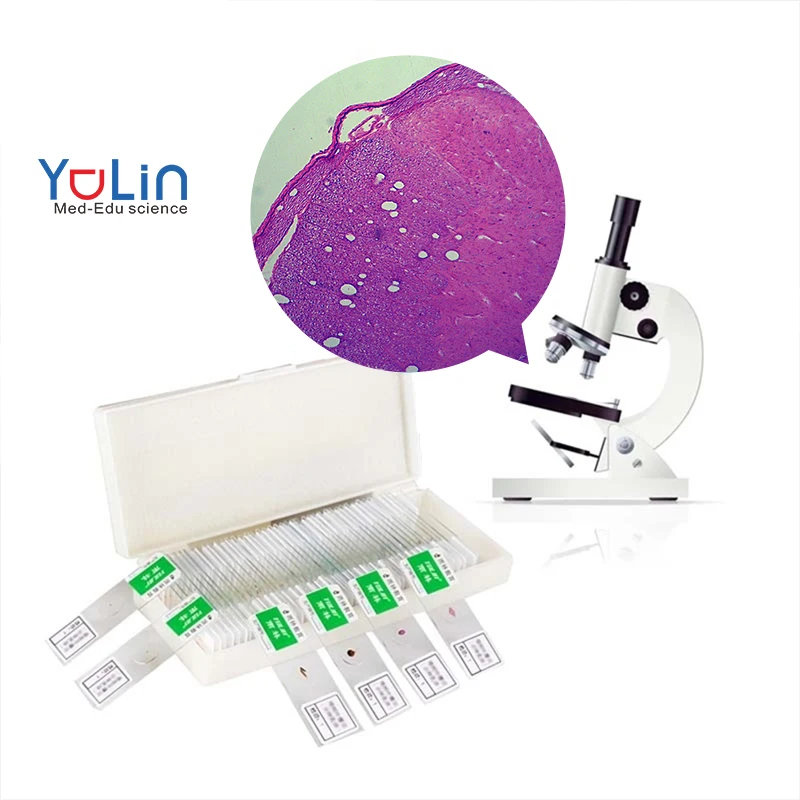 Medical Science Mammal Histology Slides Individual Microscope Prepared ...