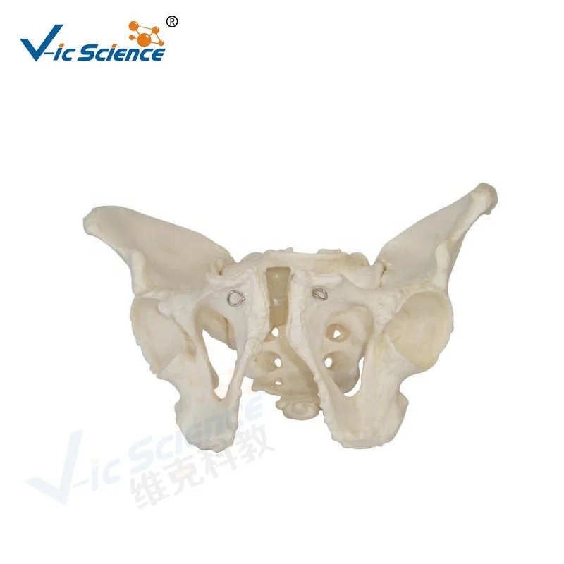 Adult Male Pelvis Pelvis Skeleton Model Pelvis Model - Buy Pelvis ...