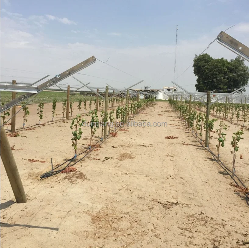 Vineyard Y Shaped Open Gable Trellis System Galvanized Steel Quality ...