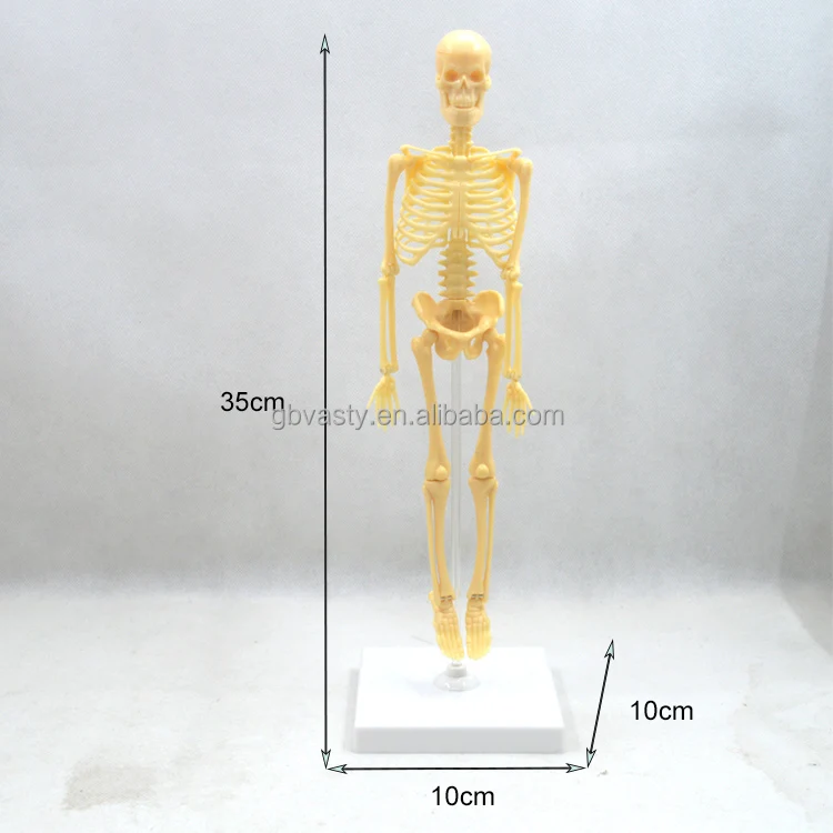 35cm Cheap Plastic Skeleton Human Anatomy Skeleton Model Science Toy ...