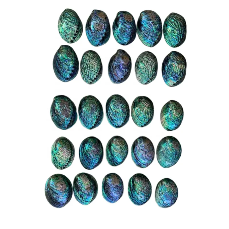 Hot Selling 12-15 Cm Polished Abalone Natural New Zealand Paua Shell ...
