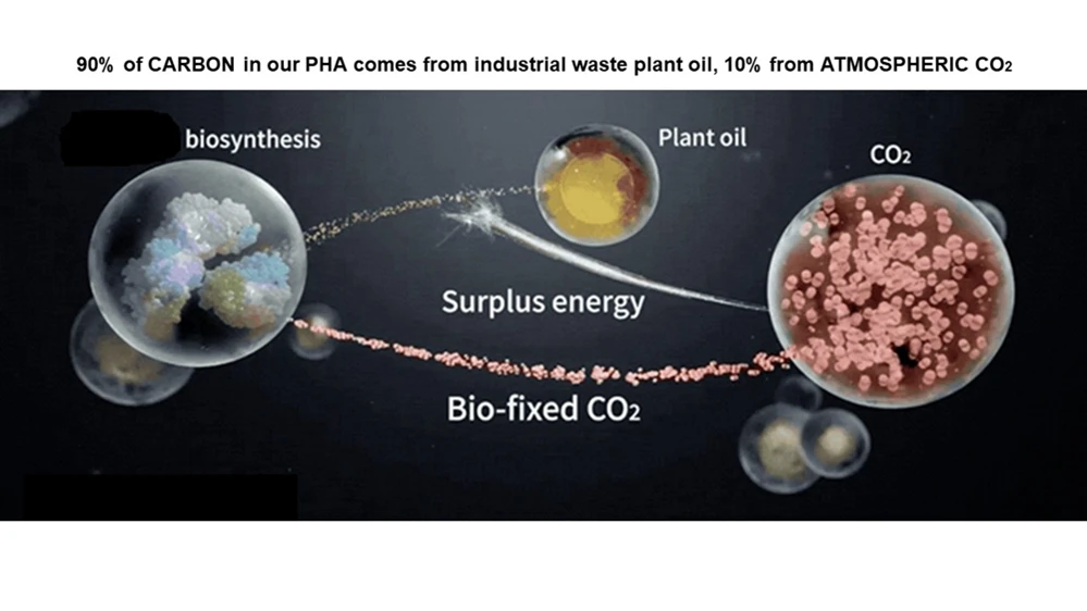 Pha Pbs U Shape Straw For Drinks -100% Biobased Fully Home Compostable ...