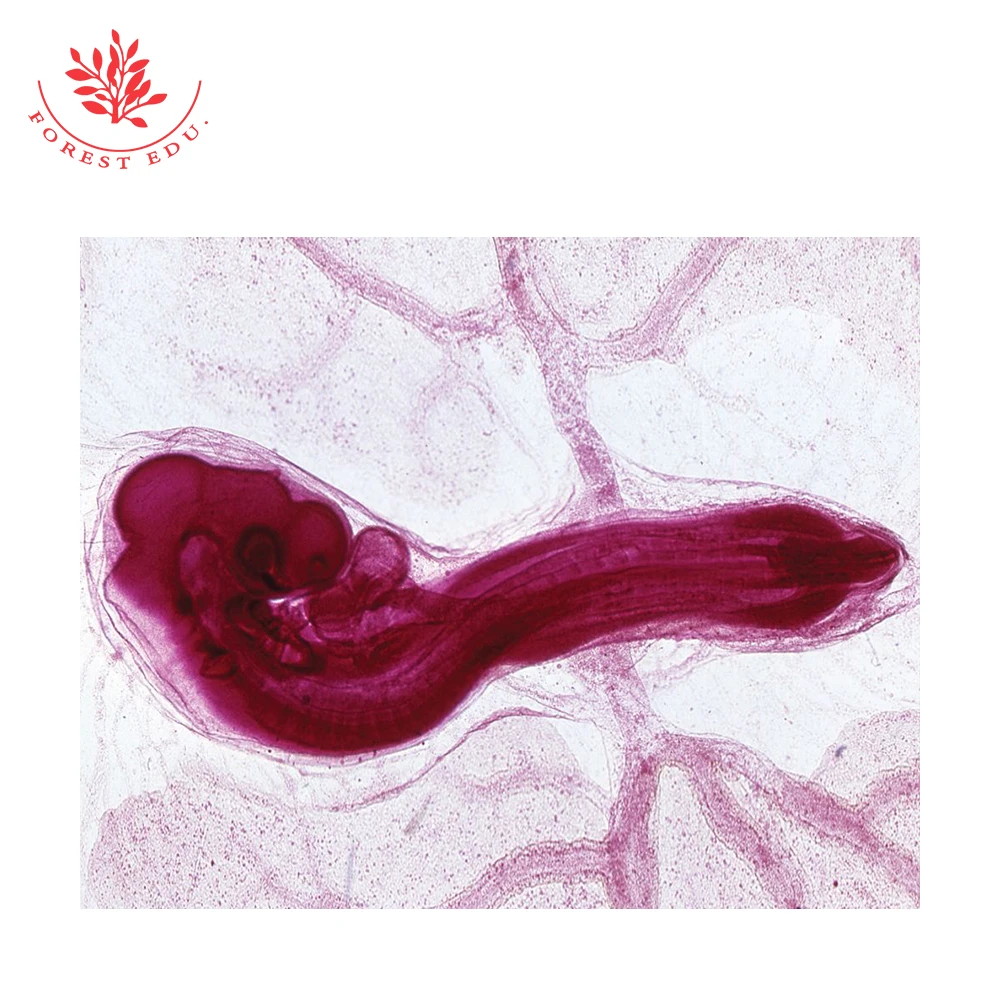 Chick Embryology Microscope Slide Set - 18pcs Prepared Slides