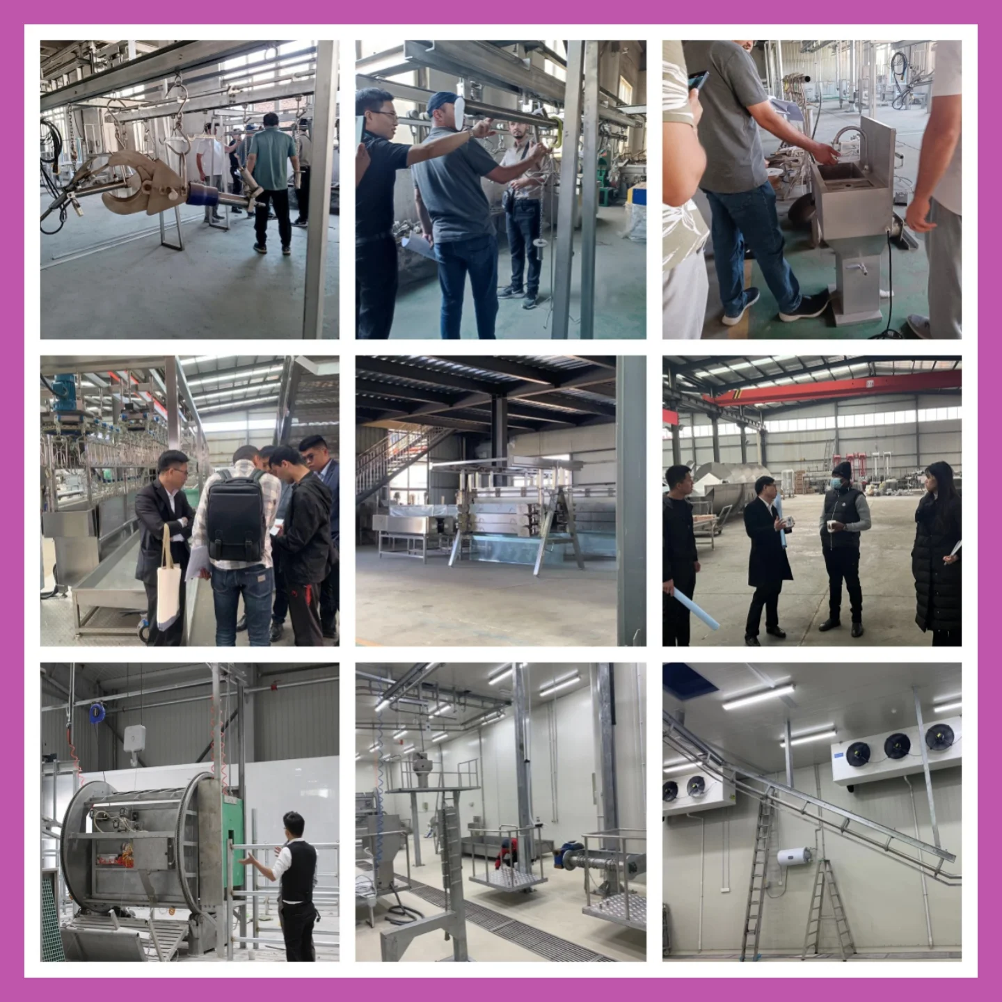 Halal Small Cattle Slaughterhouse Abattoir Beef Line For 50 Cow ...