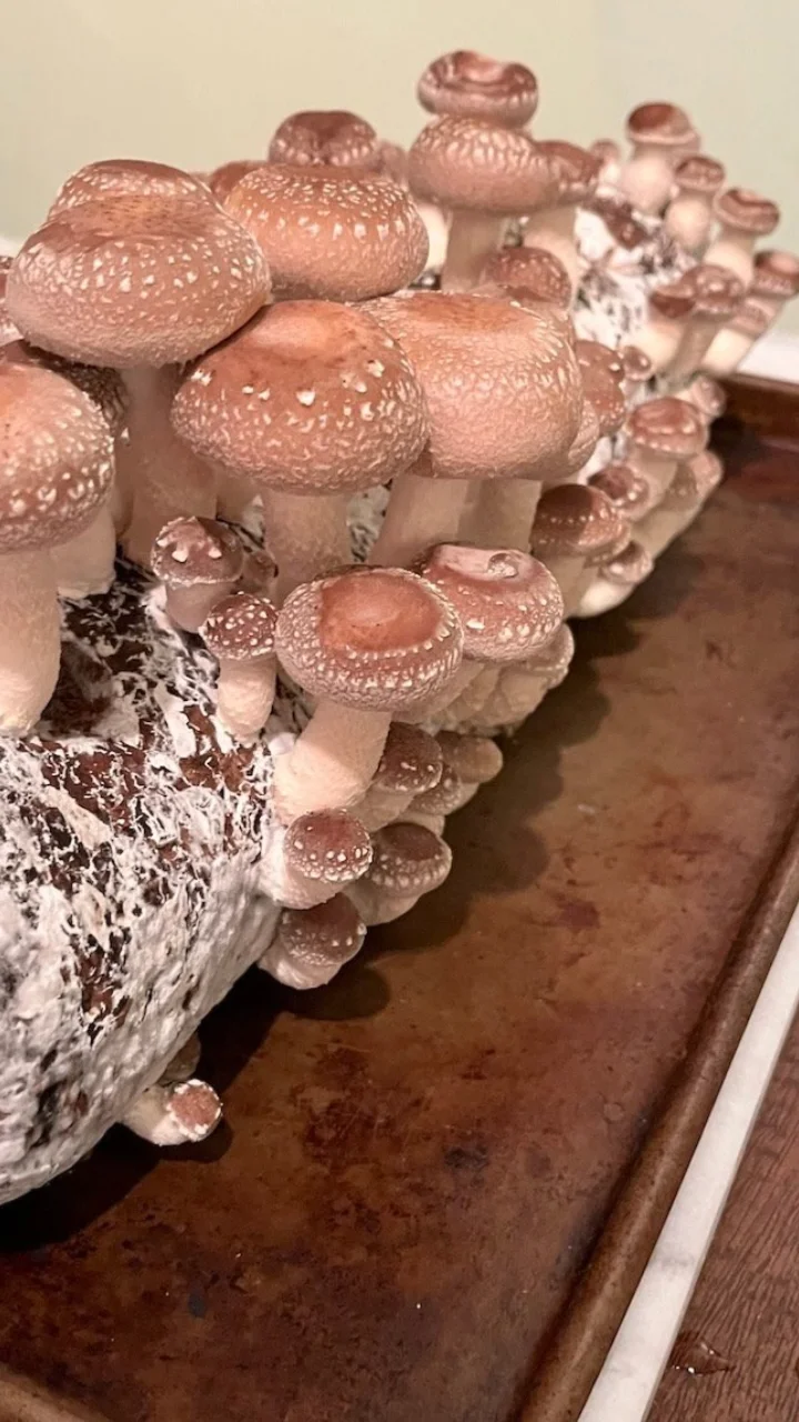 High Performance Mushroom Farming Equipment Shiitake Stick Water ...