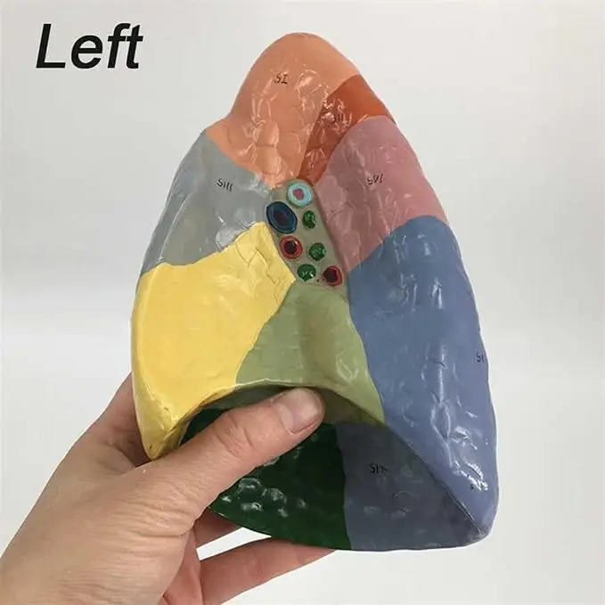 Alibaba.com: 3D Human Lung Segment Model for Medical Education ...