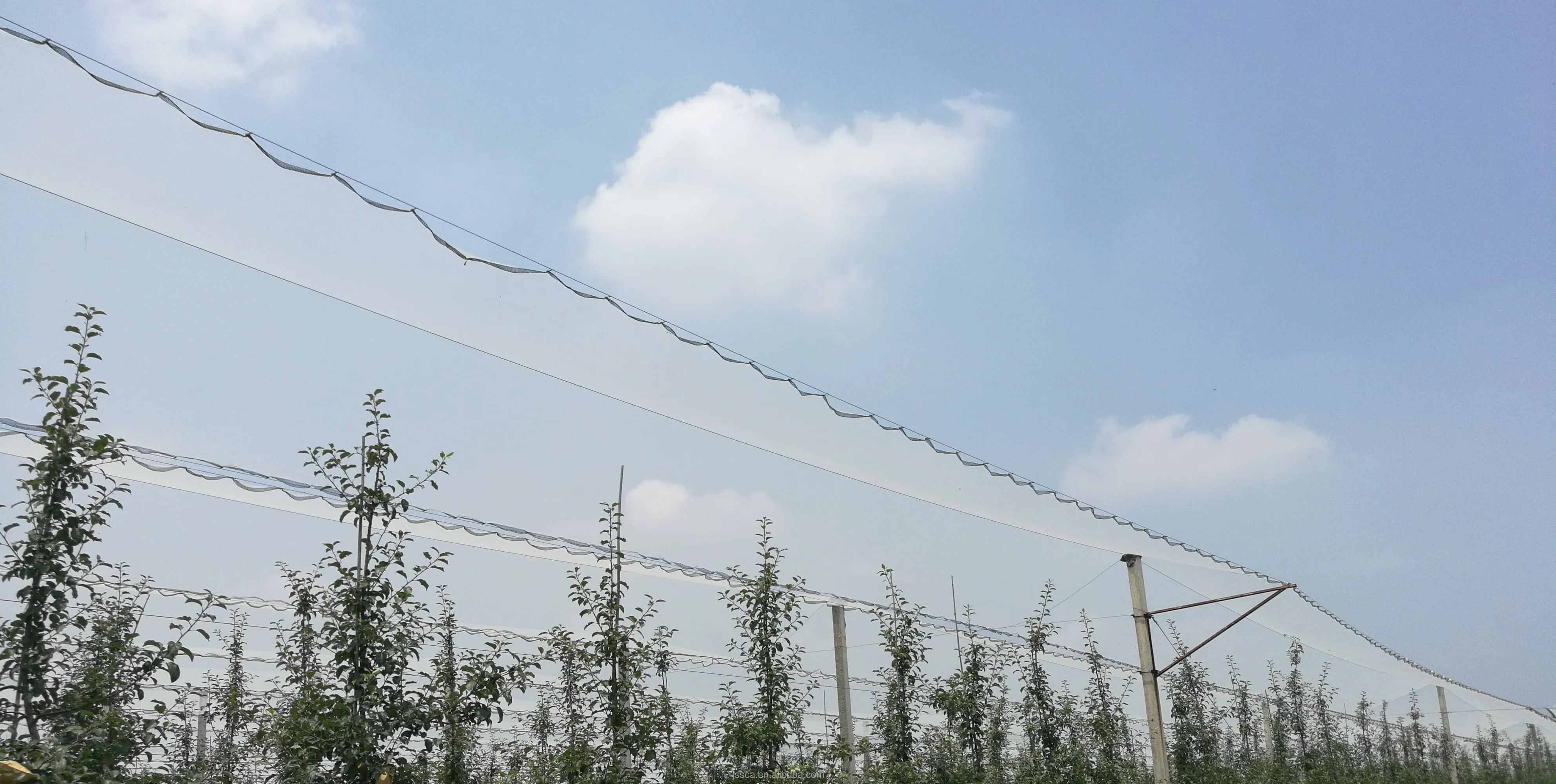 Factory Wholesale Price Hdpe Agriculture Fruit Trees Protection Mono ...