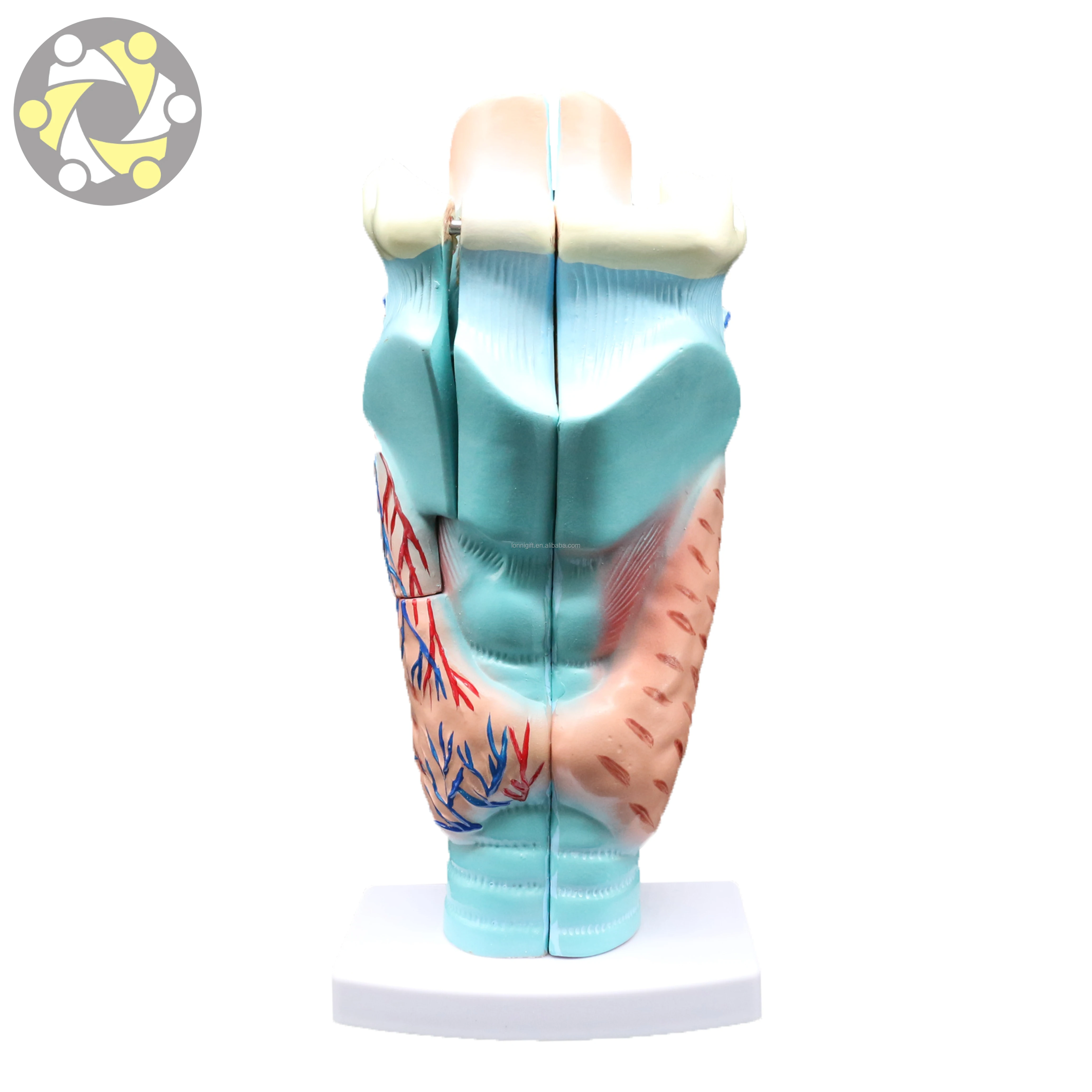 Medical Science Laryngeal Model Nasal Oral Cavity Throat Throat Model ...