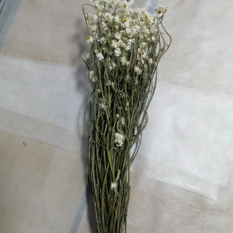 Natural Dried Ammobium Alatum Flower For Home Decor & Weddings