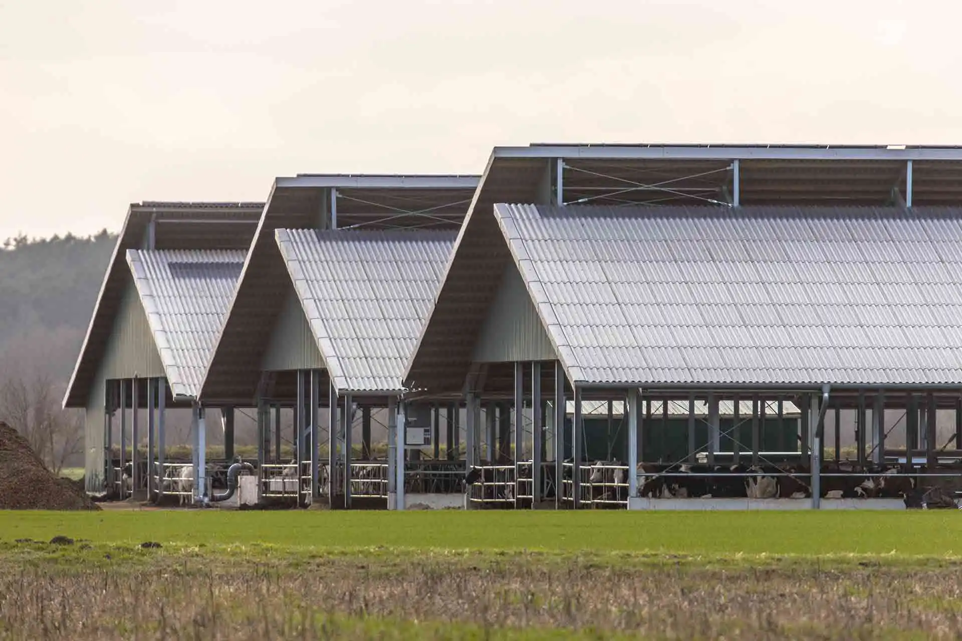Prefab Steel Structure Cow Farm Cattle Shed for Dairy Barn
