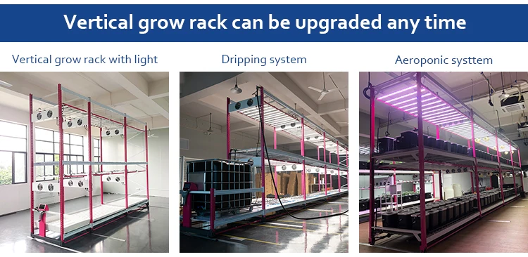 Greenhouse Mushroom Vertical Growing Shelves - Aeroponic System
