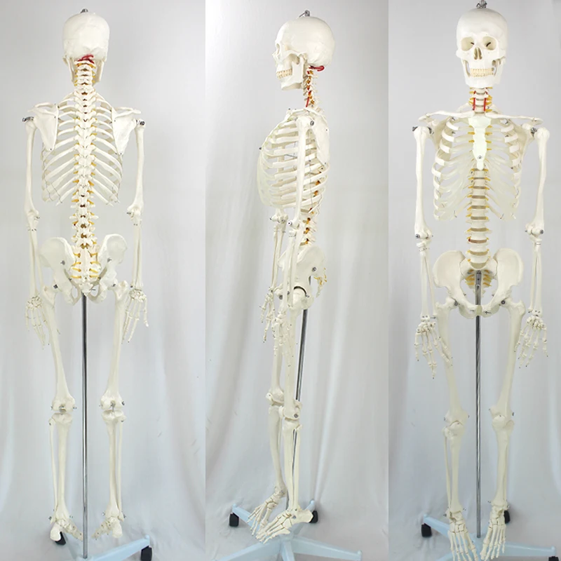 170CM Model of the Human Skeleton (plastic PVC) - JINLU Medical