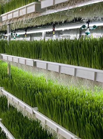 Vertical Hydroponic Barley Growing Shipping Container Farm