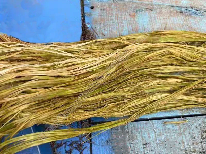 High Efficiency Abaca Fiber Decorticator - Easy Operation