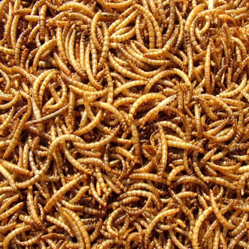 Aquaculture Material Dried Insect Protein Mealworm Wholesale Dried ...