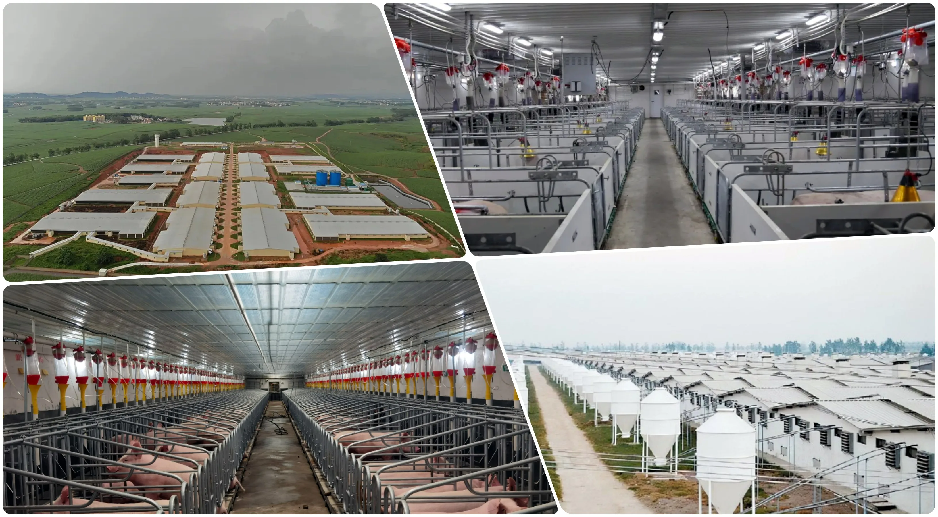 Prefabricated Building Pig Farm House Steel Structure/building Steel ...