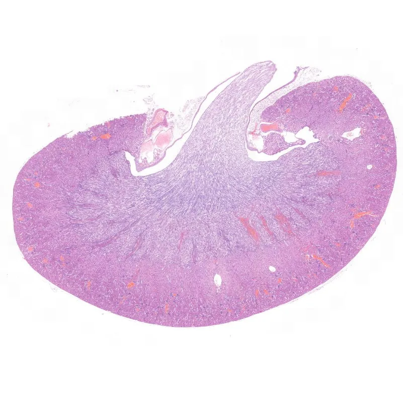 Laboratory Biological He Staining Reagent Eosin Y Stain Solution ...