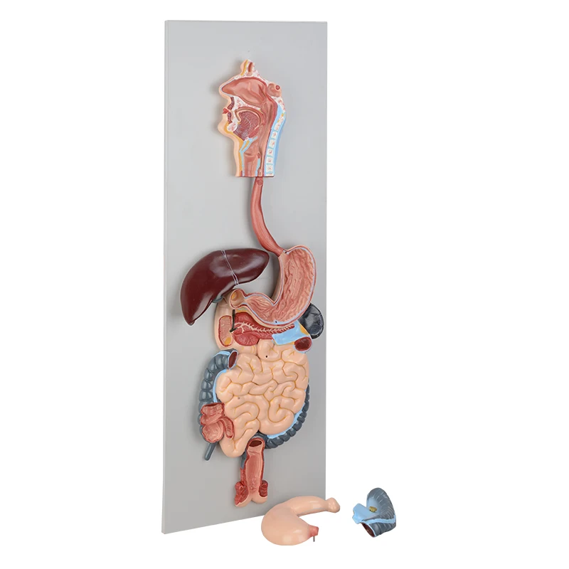 Teaching Model of Human Digestive System - Stomach Anatomy
