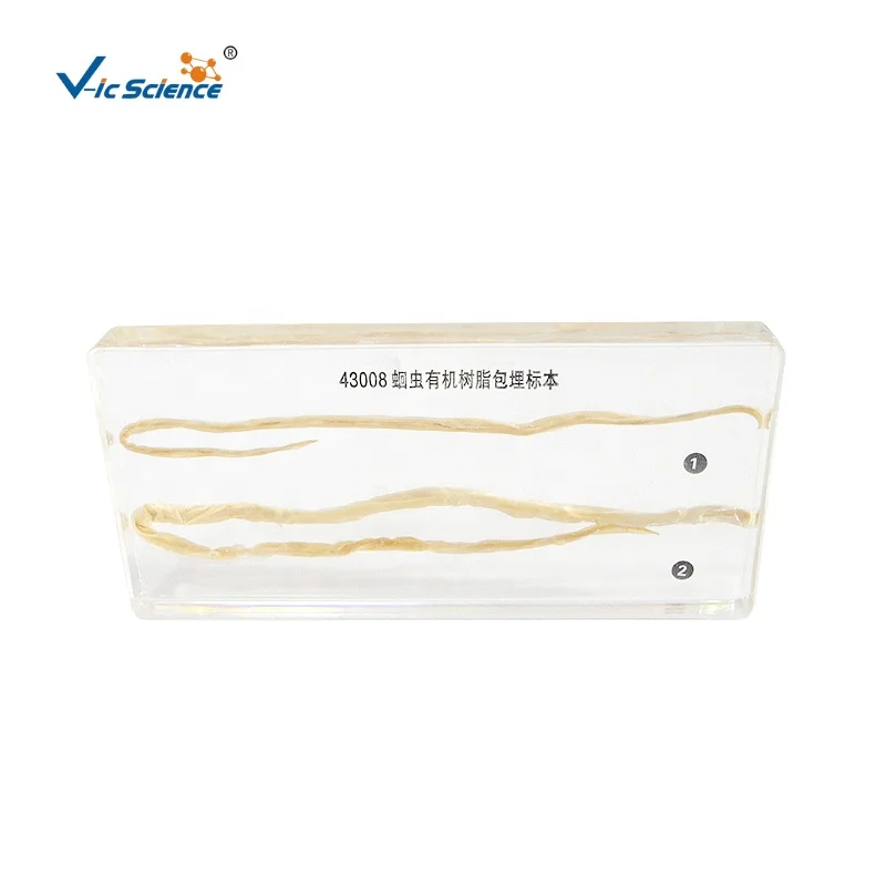 Anatomia De Ascaris Lumbricoides Life Cycle Of Ascaris Lumbricoides