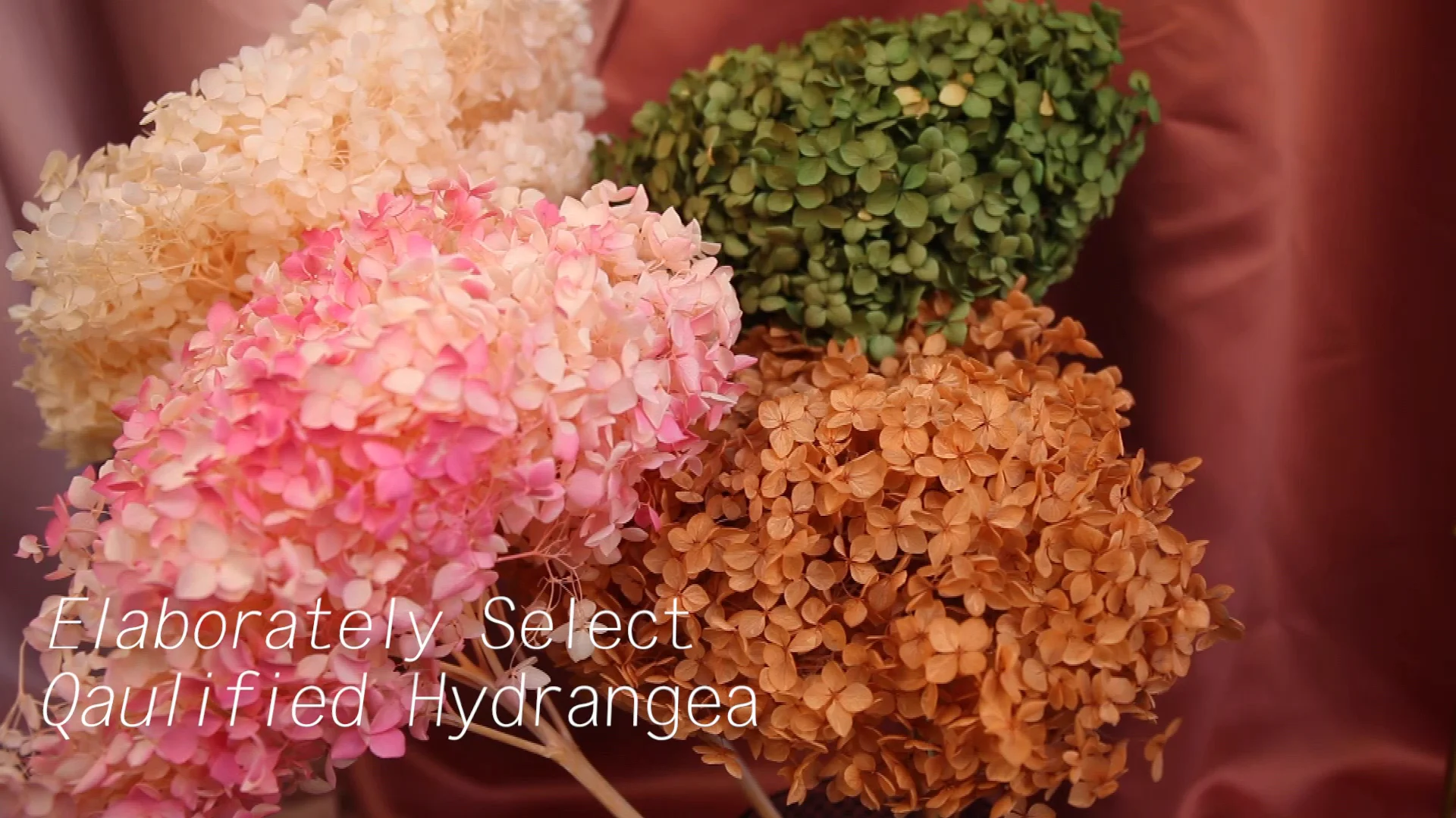 Ins Popular Colorful Preserved Hydrangeas Flower High Quality Dried ...