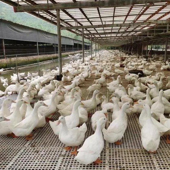 150*75cm Plastic Slatted Floor for Chicken Sheds