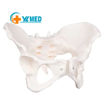 Life Size Female Pelvis Model Anatomical Skeletal Hip Bone Skeleton ...